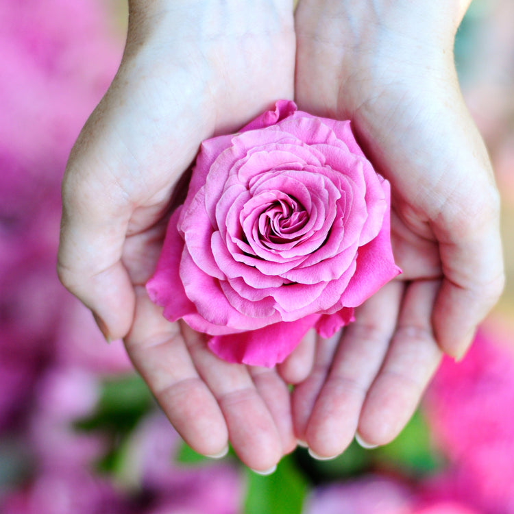 The Science of Serenity: Exploring the Cognitive Benefits of Rose Wate ...