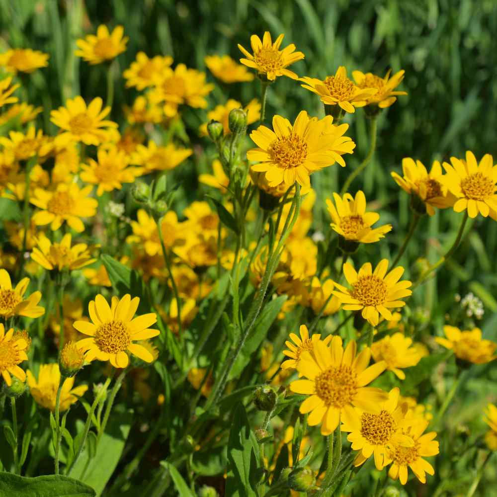 Arnica – Le Mont Botanique
